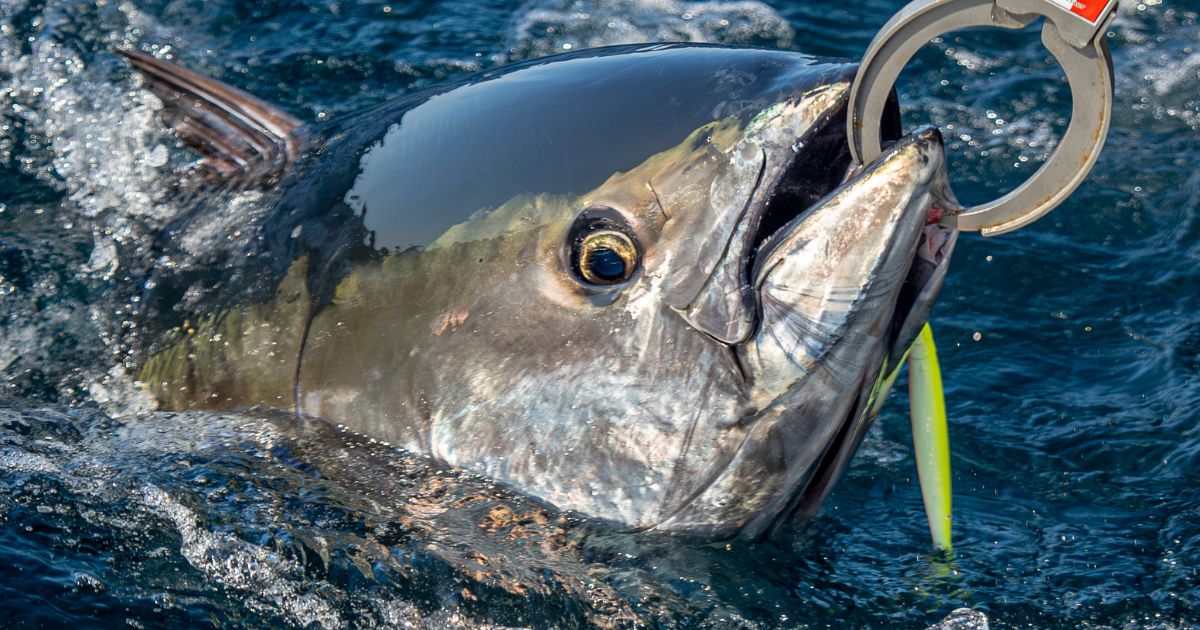 Bluefin Tuna Jig Collection | UVT Fishing Heavy-Duty Jigs – UVTFishing